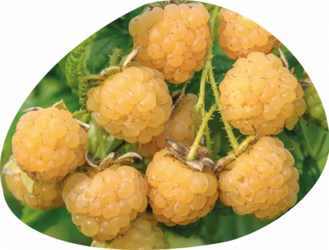 Lamponi | Vivai Molari - Berries & Breeding