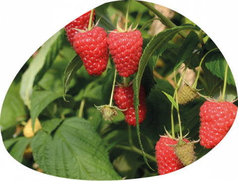 Lamponi | Vivai Molari - Berries & Breeding